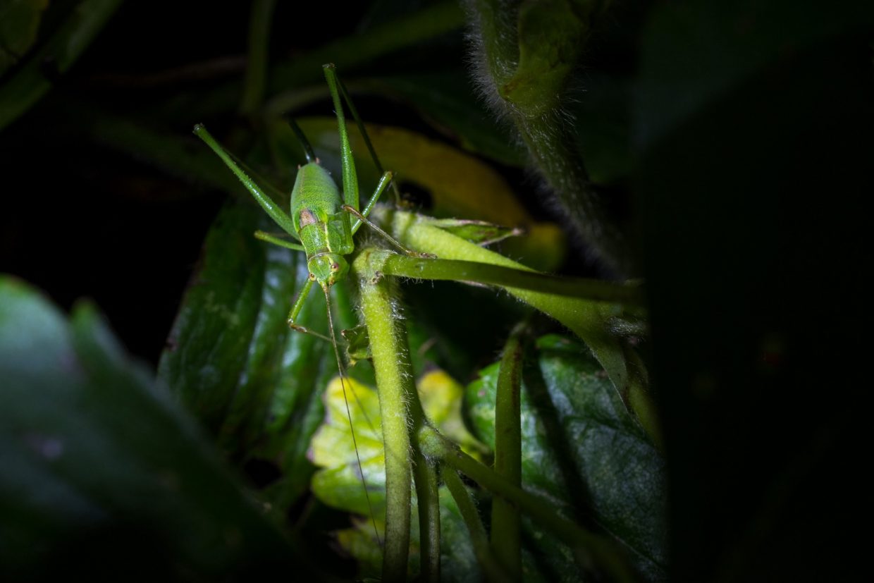 Grillons et larve de guêpe dans les fraisiers