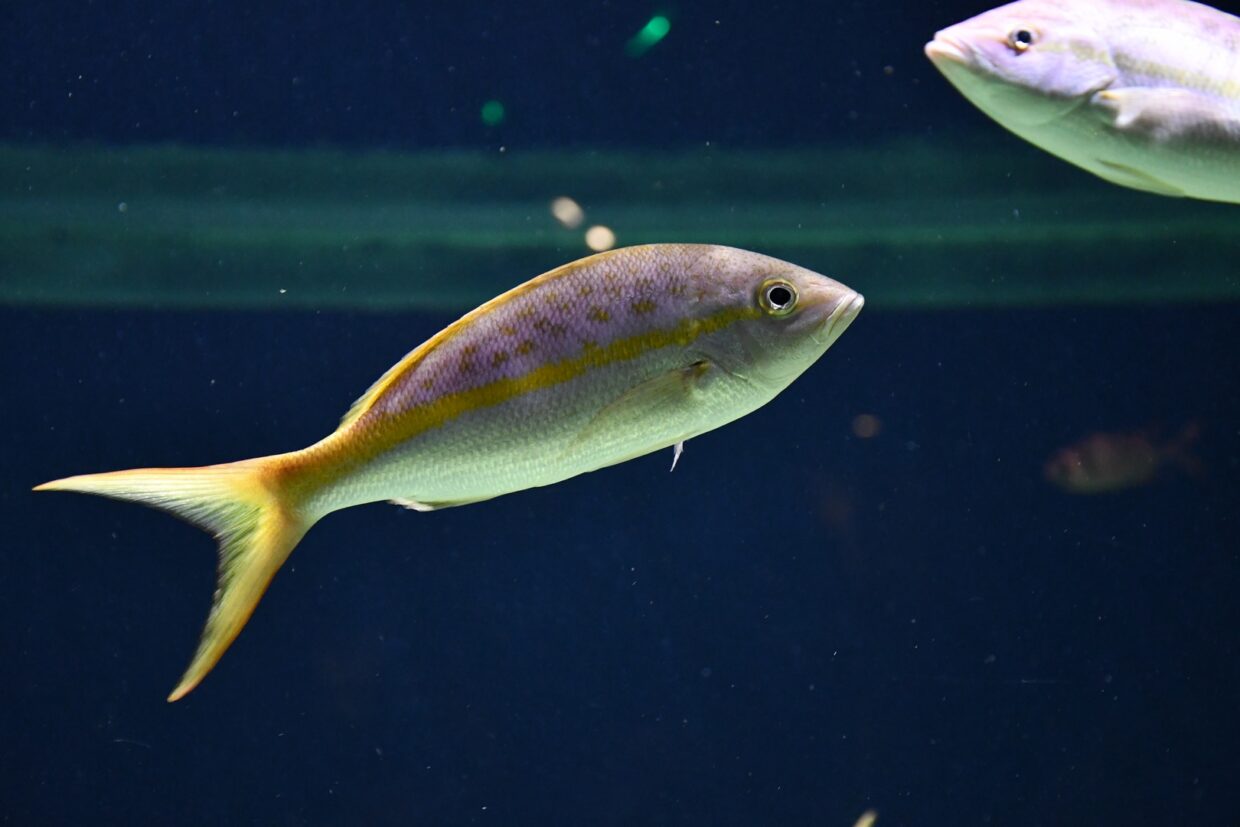 Planet Ocean, l'Aquarium de Montpellier – Vacances 2020