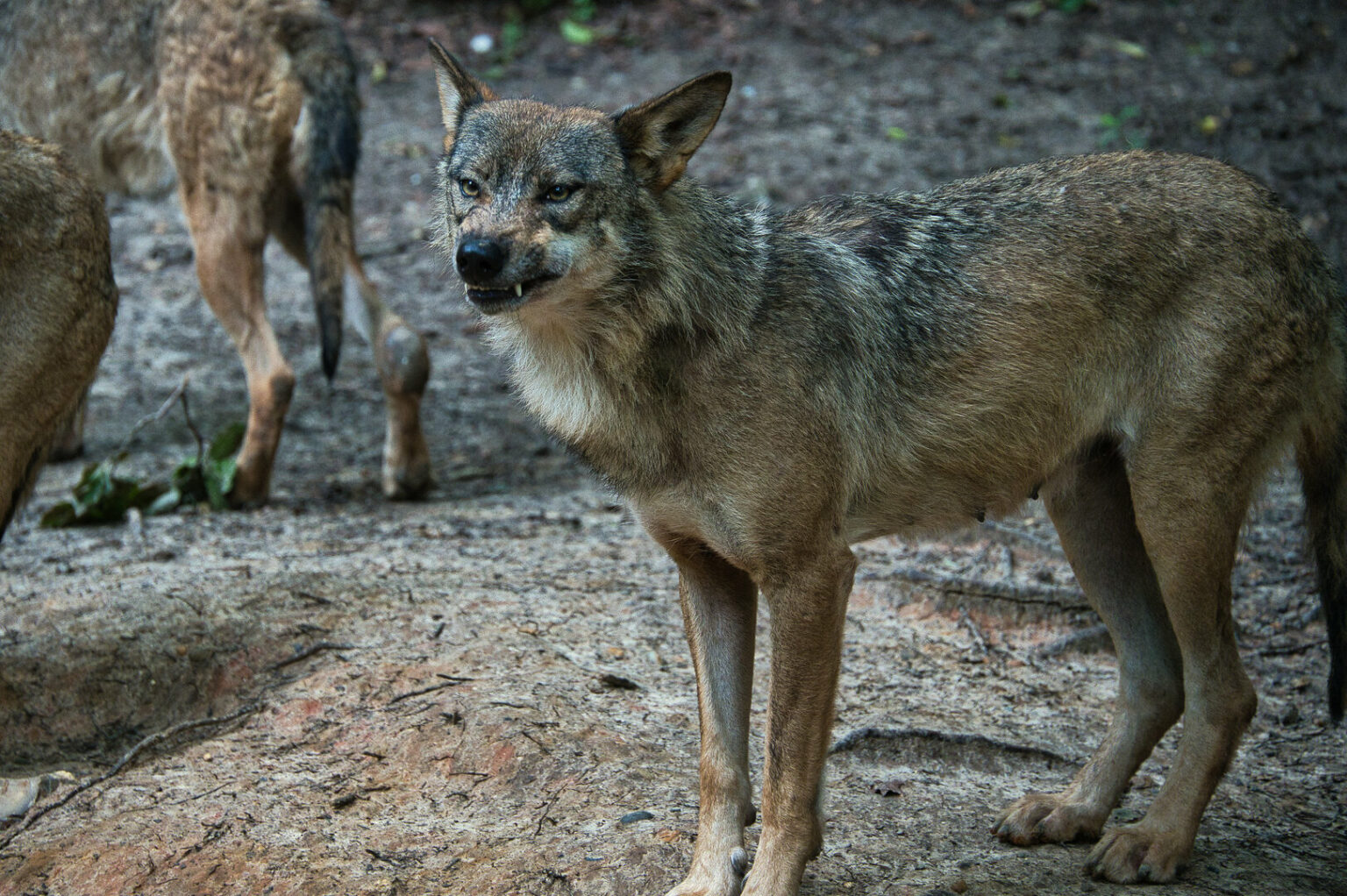 Parc Canadien de Muchedent (1/3) : Les loups