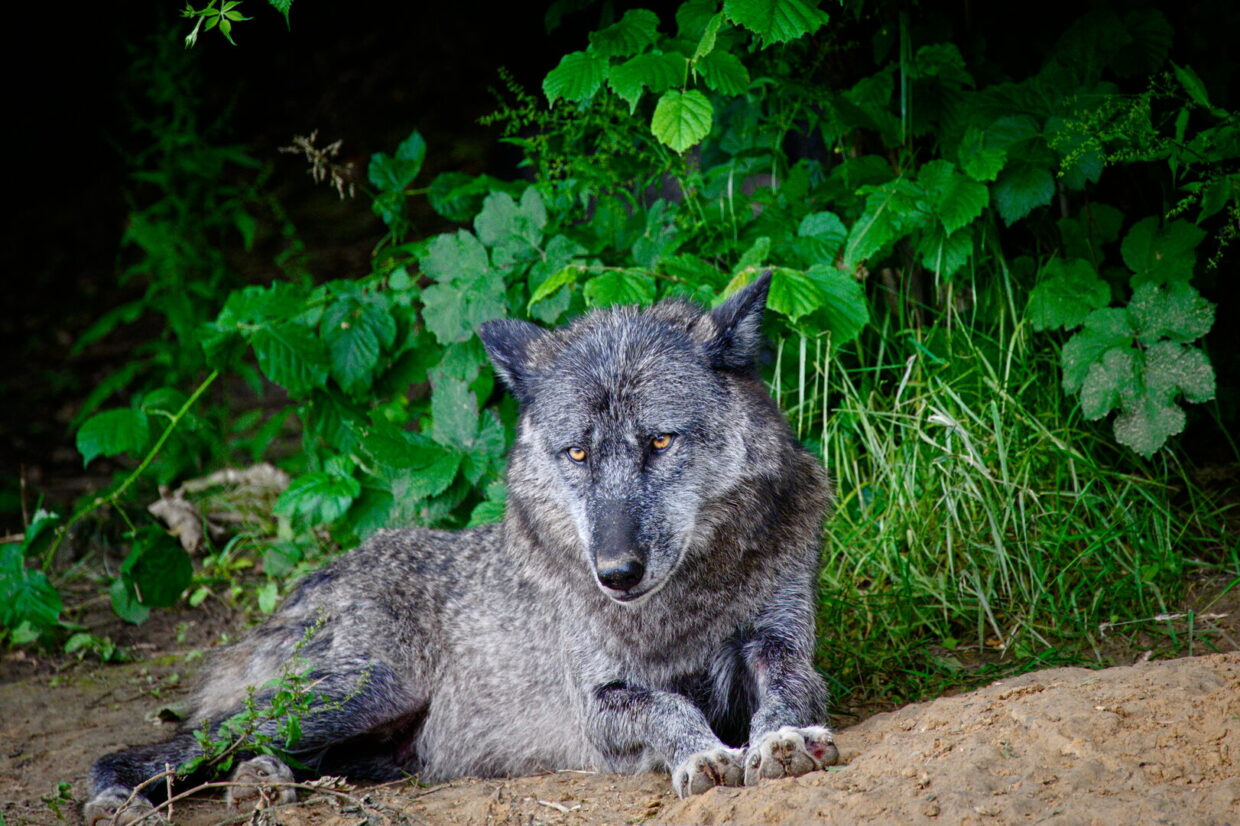 Parc Canadien de Muchedent (1/3) : Les loups