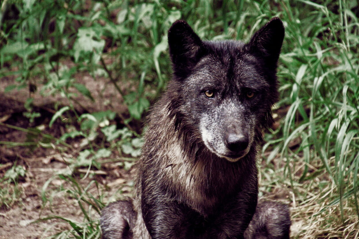 Parc Canadien de Muchedent (1/3) : Les loups