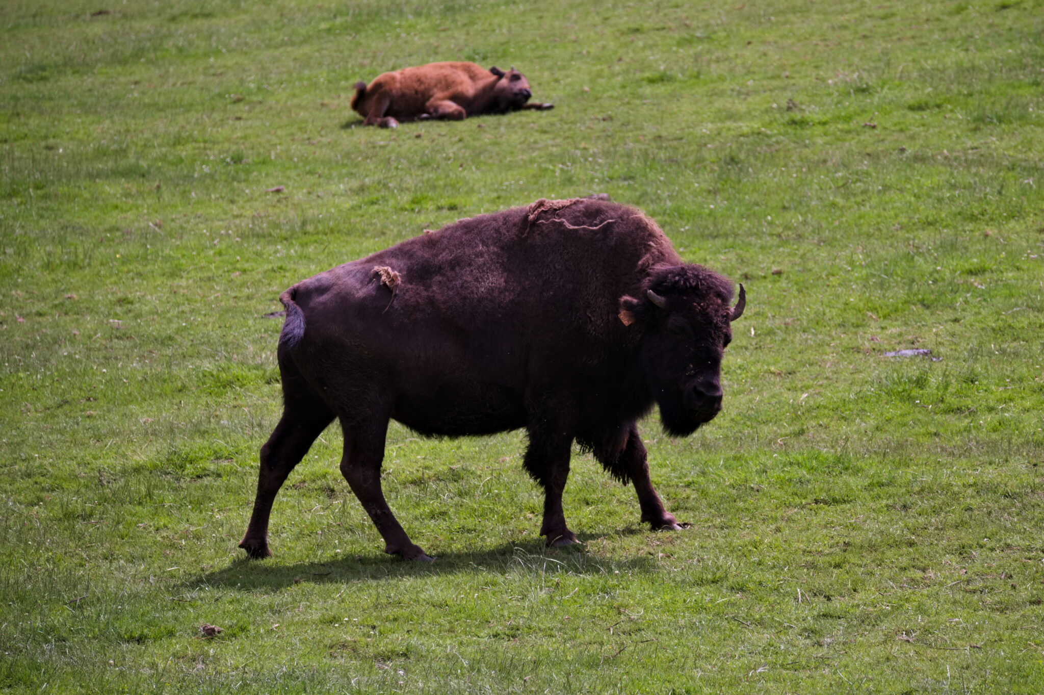 Parc Canadien De Muchedent (2/3) : Les bisons